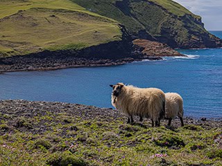 555785 - 6/29/2026 - 20 - Heimaey (Iceland)
